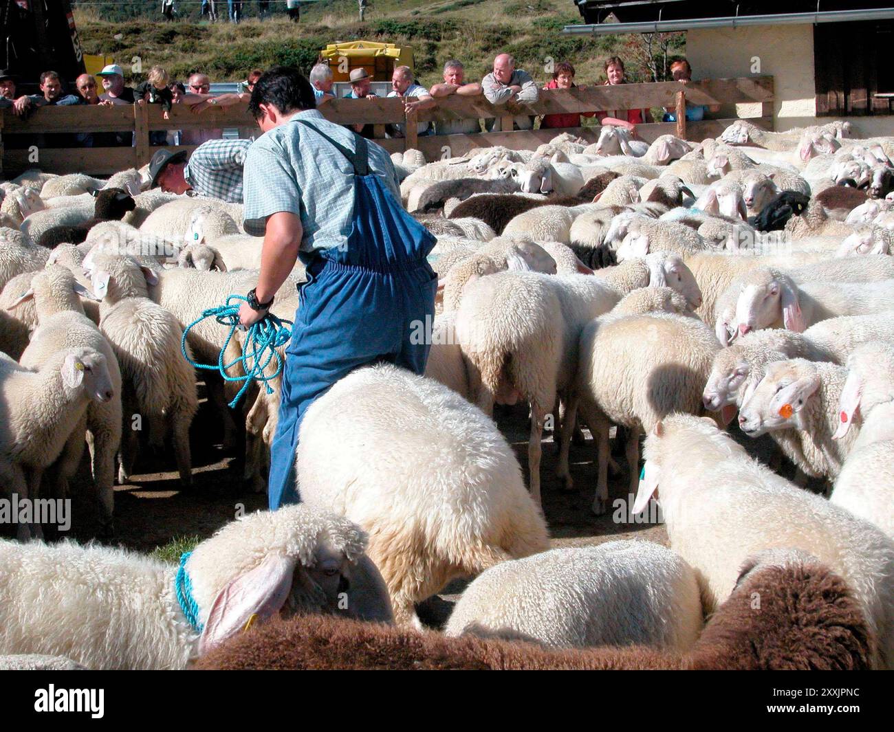 sheep farming and breeding as an agricultural business sheep farming as ...
