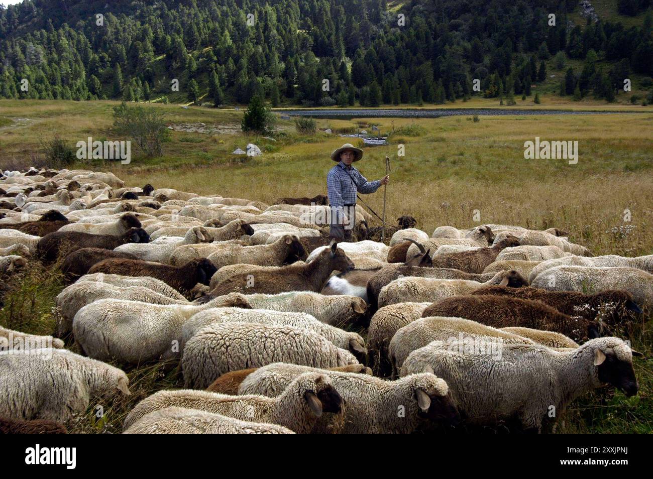 sheep farming and breeding as an agricultural business sheep farming as ...