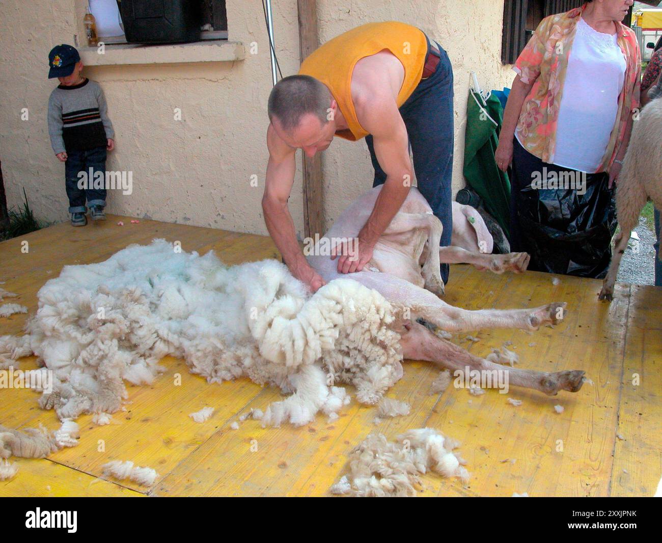 sheep farming and breeding as an agricultural business sheep farming as ...