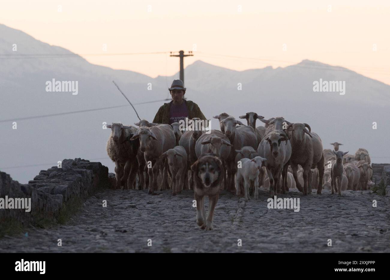 sheep farming and breeding as an agricultural business sheep farming as ...