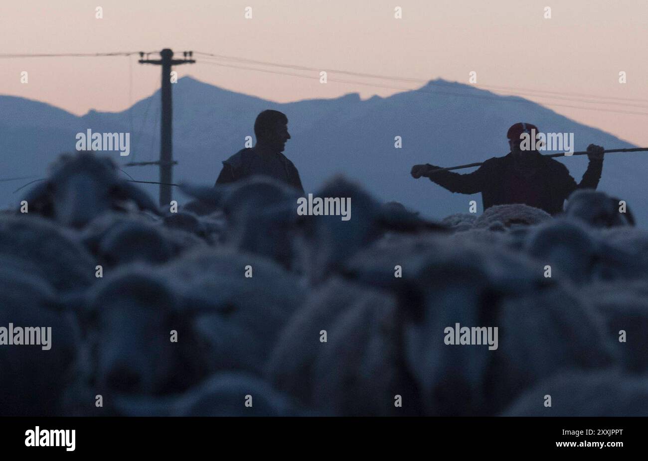 sheep farming and breeding as an agricultural business sheep farming as ...