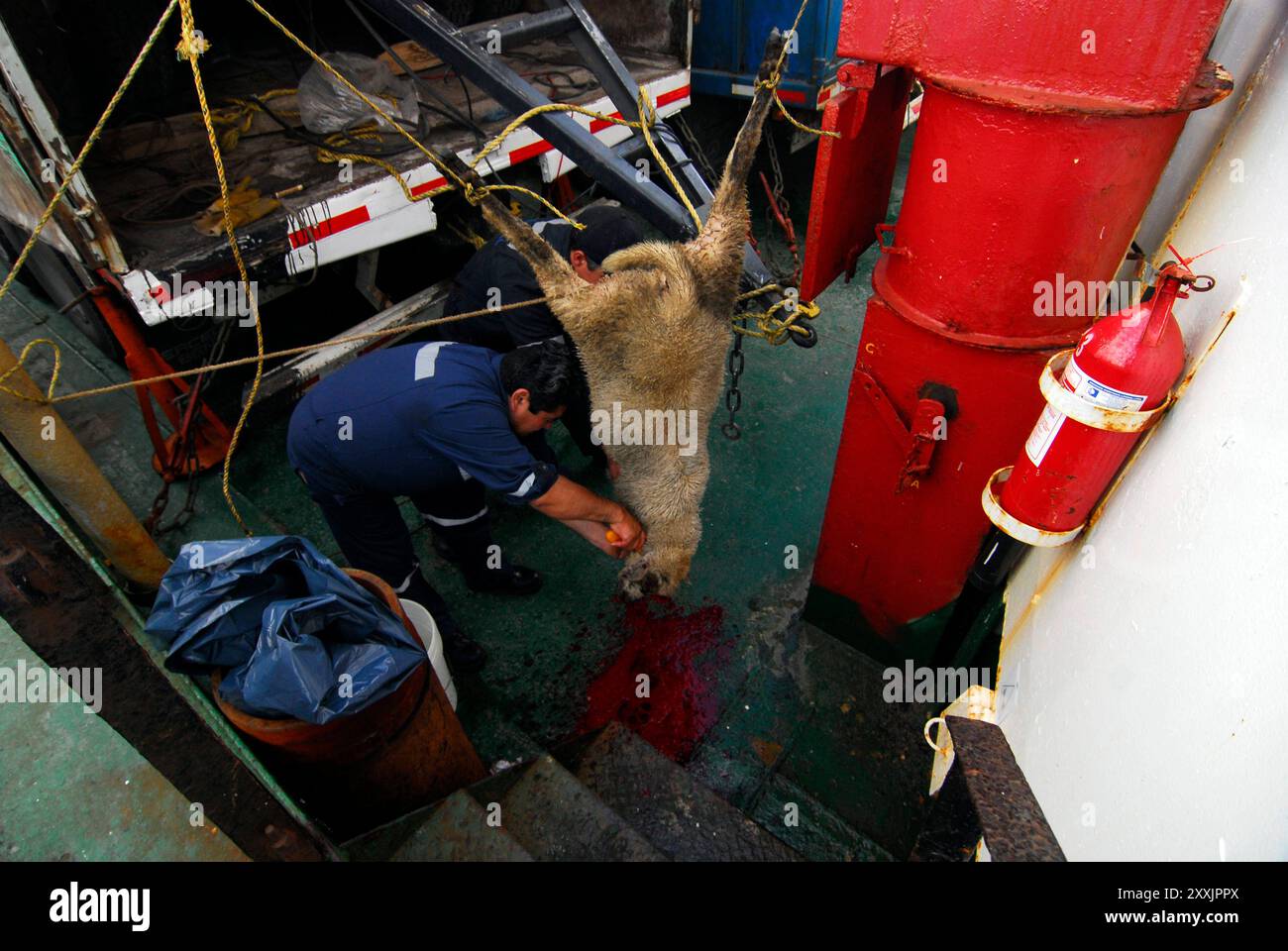 sheep farming and breeding as an agricultural business sheep farming as ...