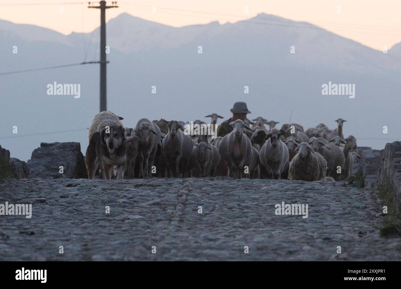 sheep farming and breeding as an agricultural business sheep farming as ...