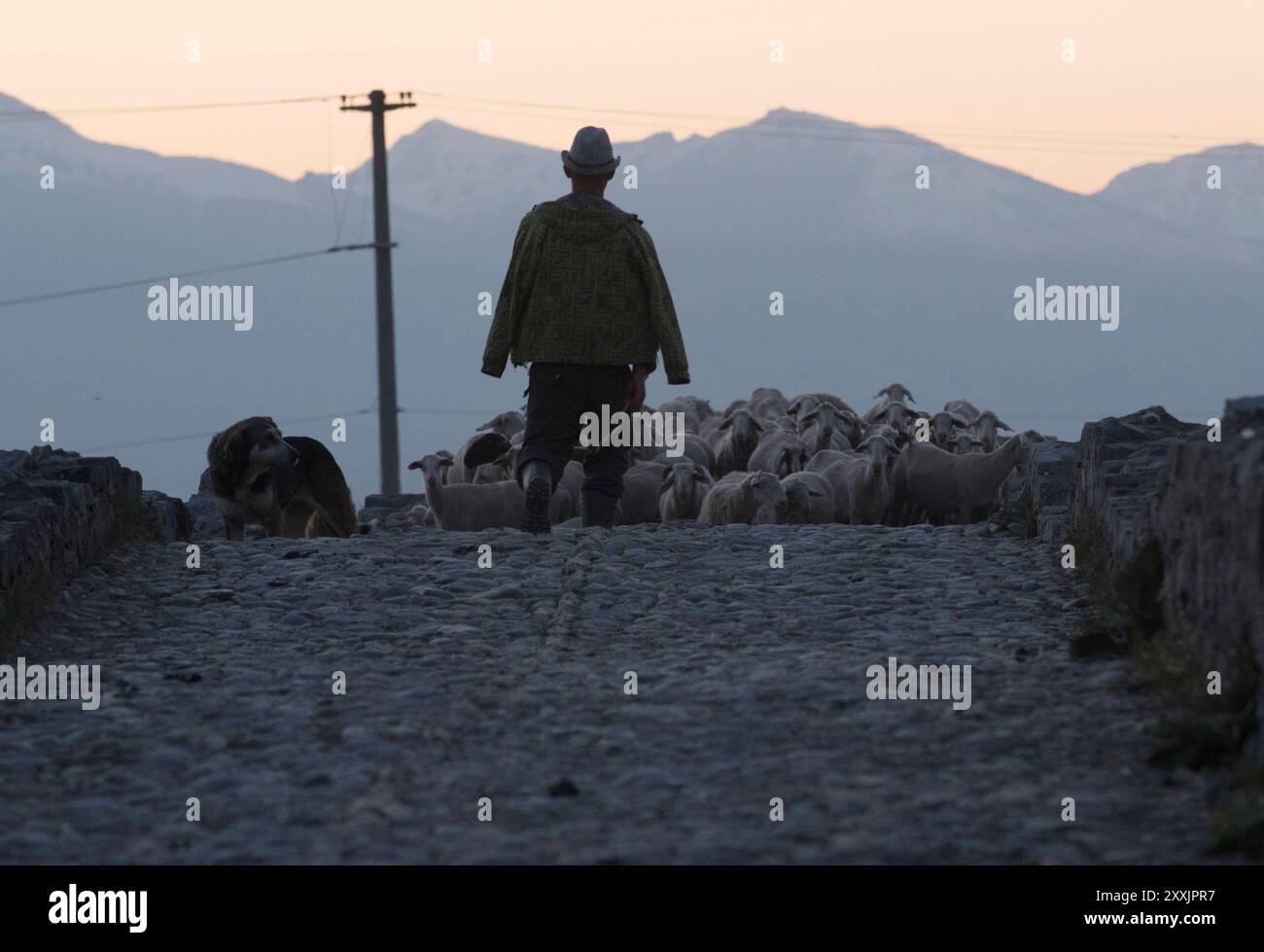 sheep farming and breeding as an agricultural business sheep farming as ...