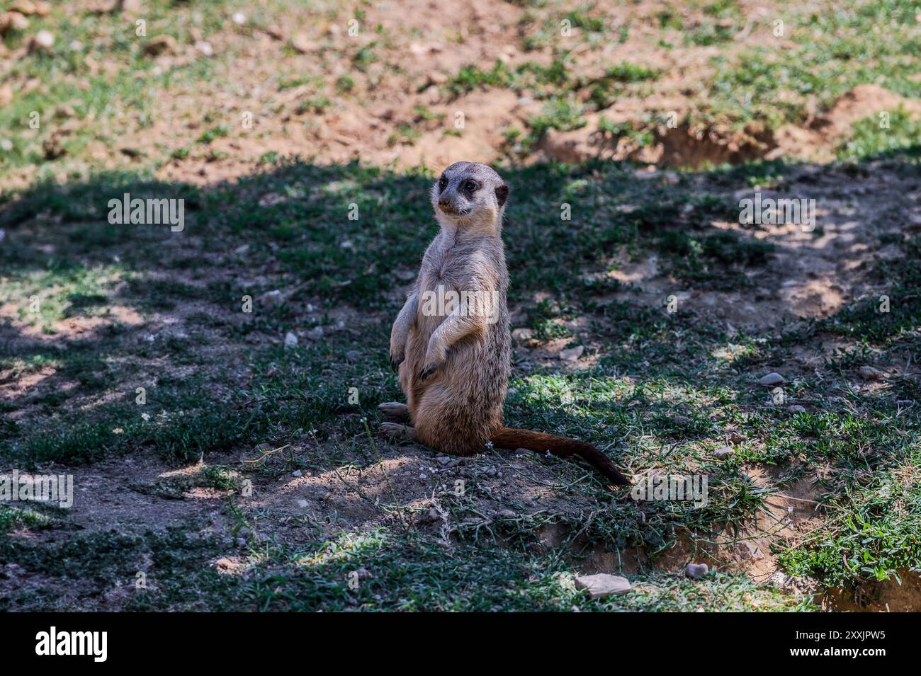 The meerkat is a mongoose of the Herpestid family, the only species of ...