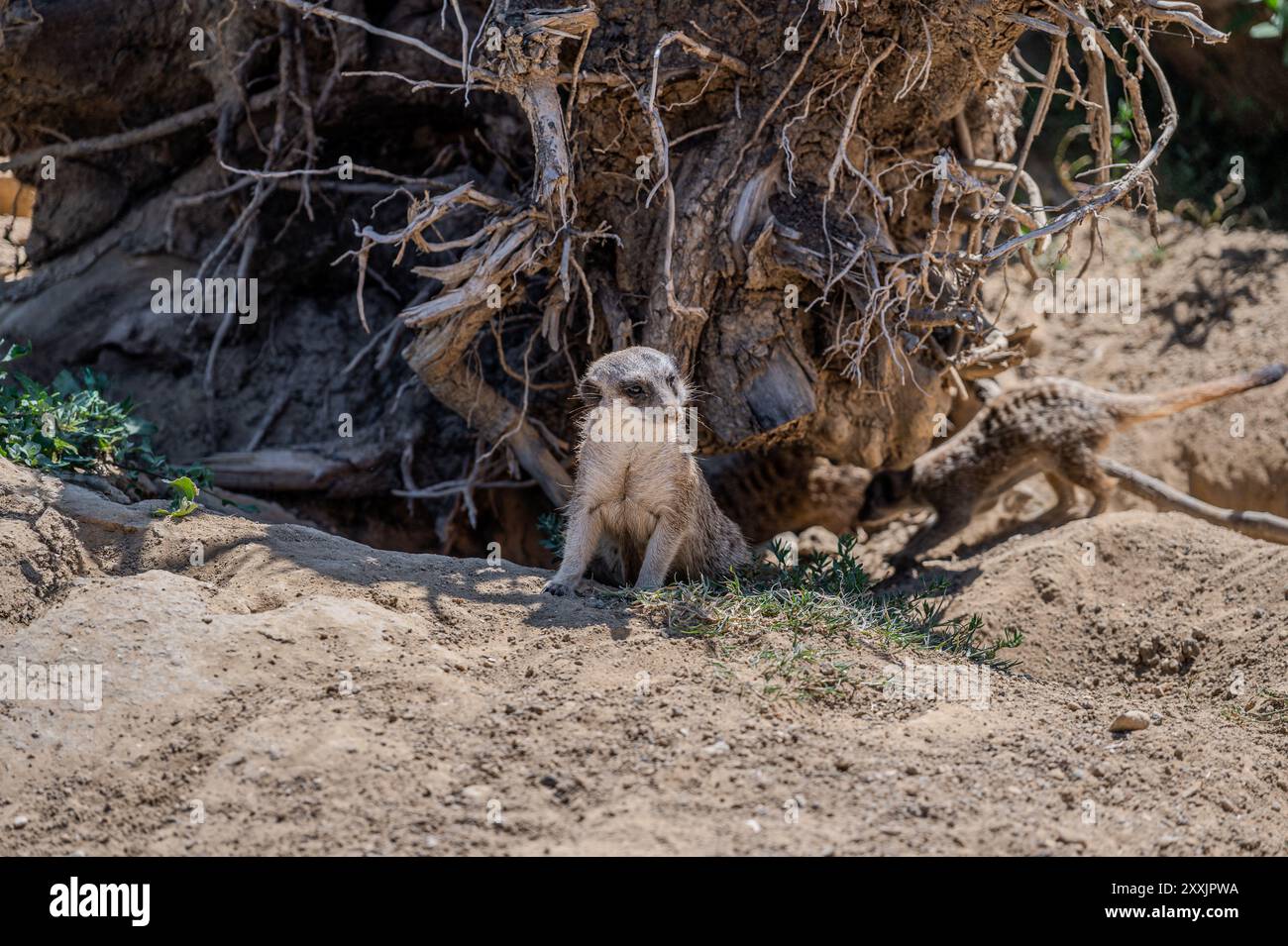 The meerkat is a mongoose of the Herpestid family, the only species of ...