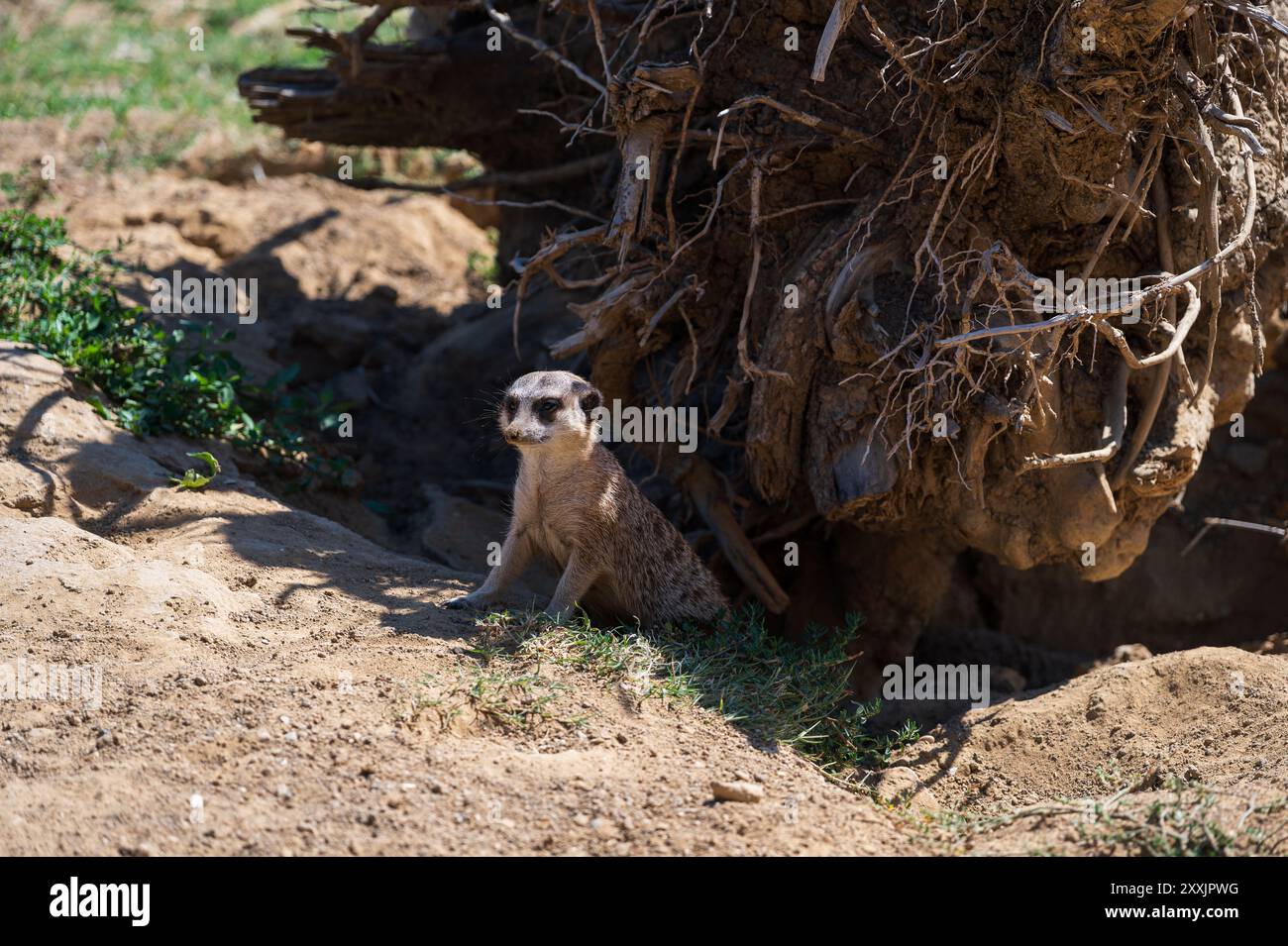 The meerkat is a mongoose of the Herpestid family, the only species of ...