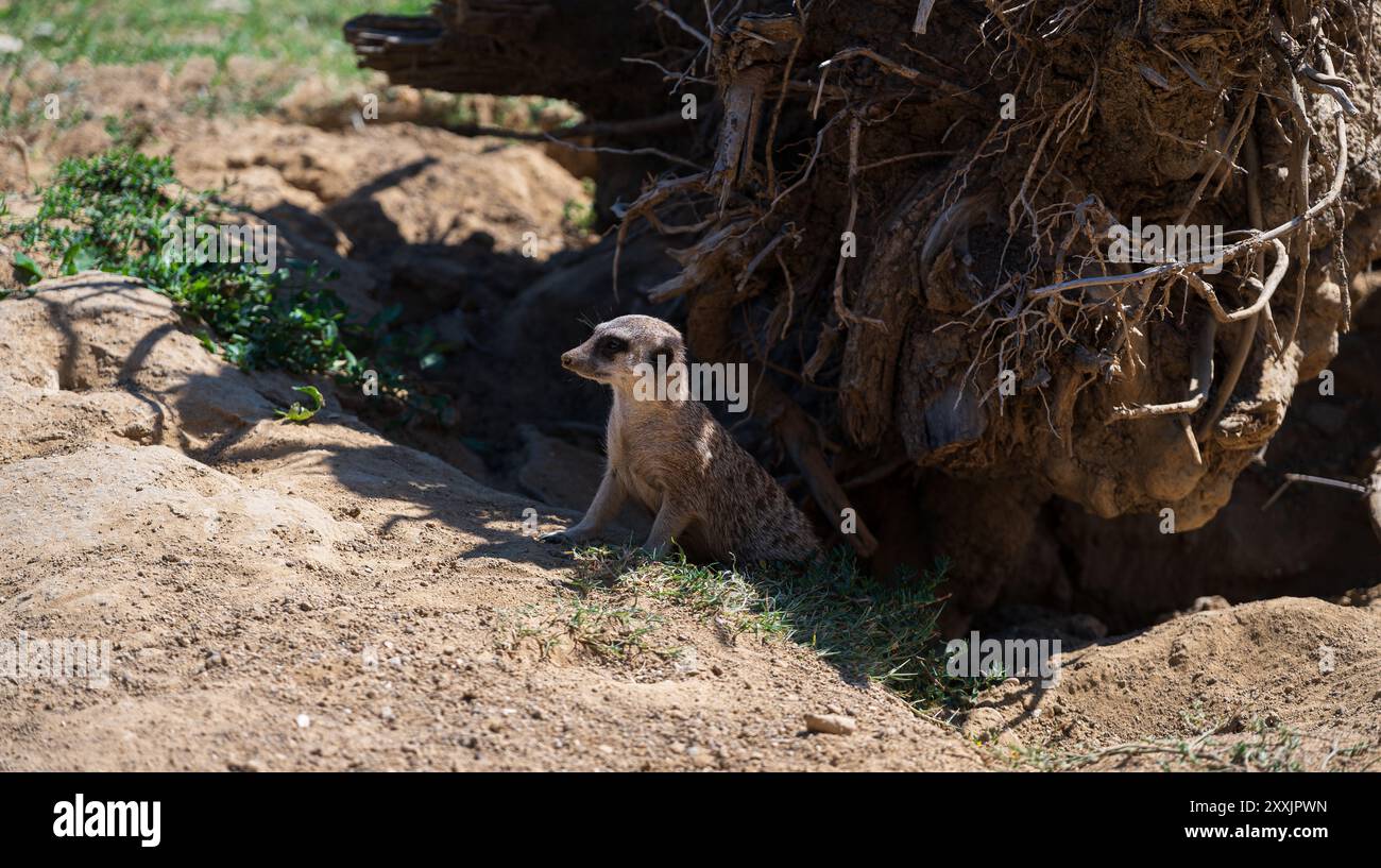 The meerkat is a mongoose of the Herpestid family, the only species of ...