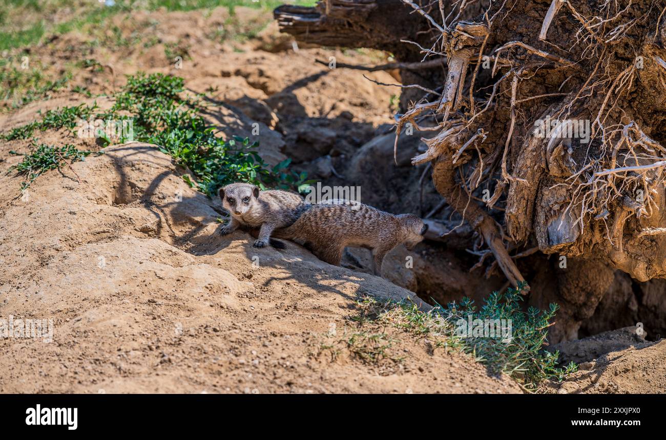 The meerkat is a mongoose of the Herpestid family, the only species of ...