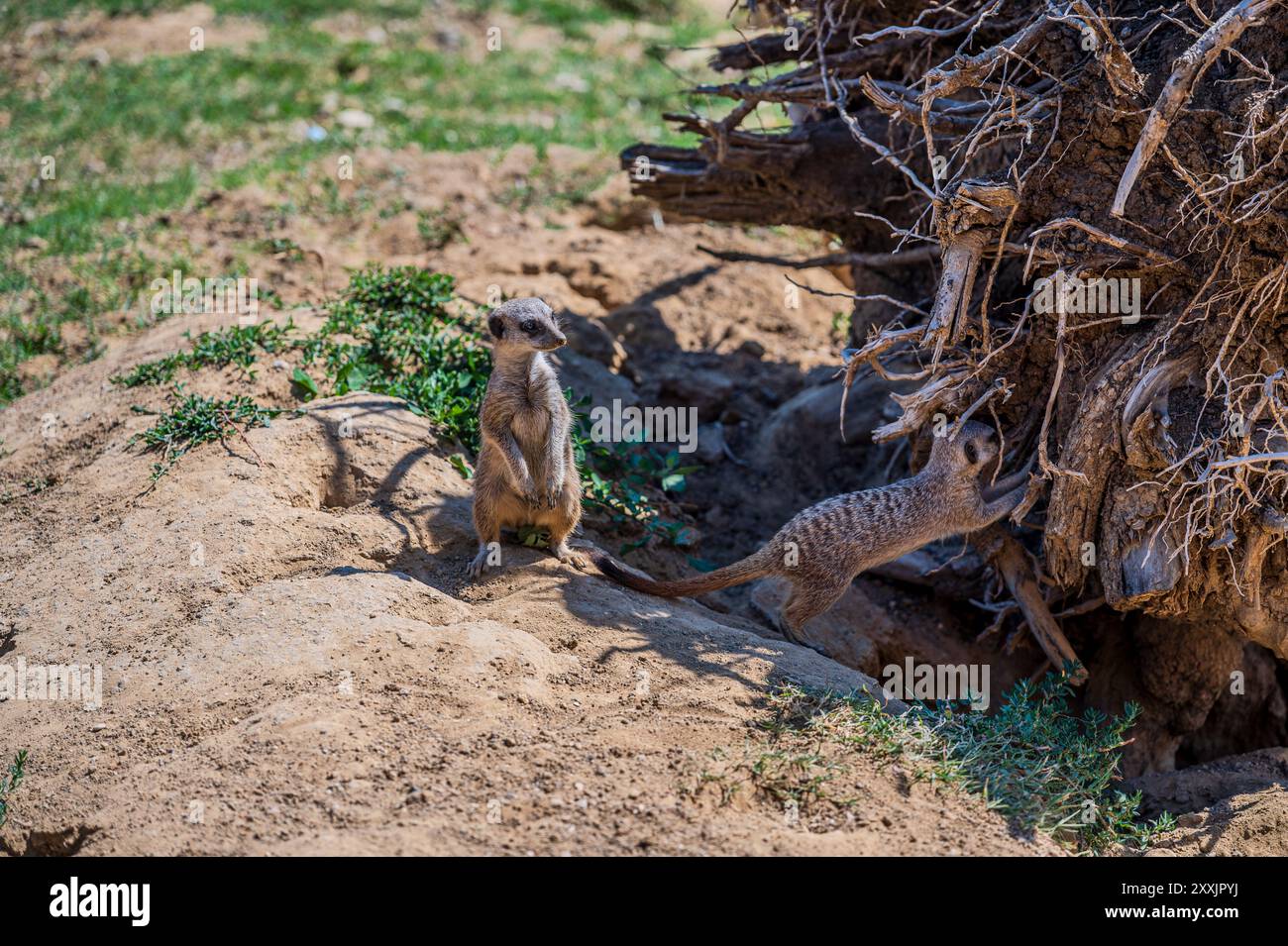 The meerkat is a mongoose of the Herpestid family, the only species of ...