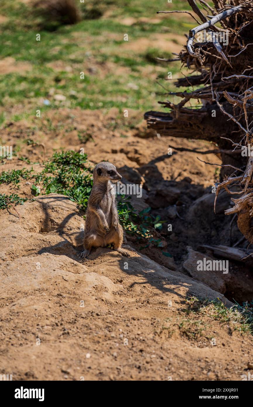 The meerkat is a mongoose of the Herpestid family, the only species of ...
