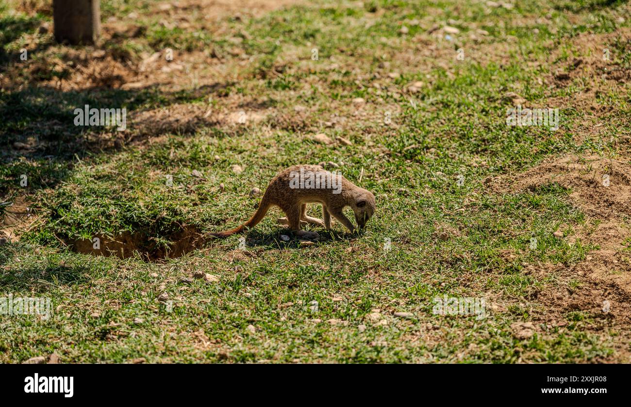 The meerkat is a mongoose of the Herpestid family, the only species of ...
