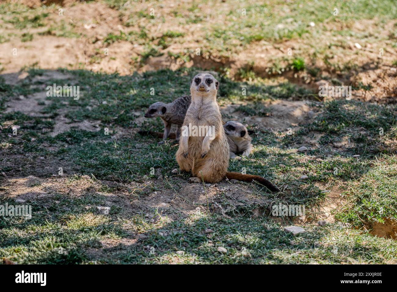 The meerkat is a mongoose of the Herpestid family, the only species of ...