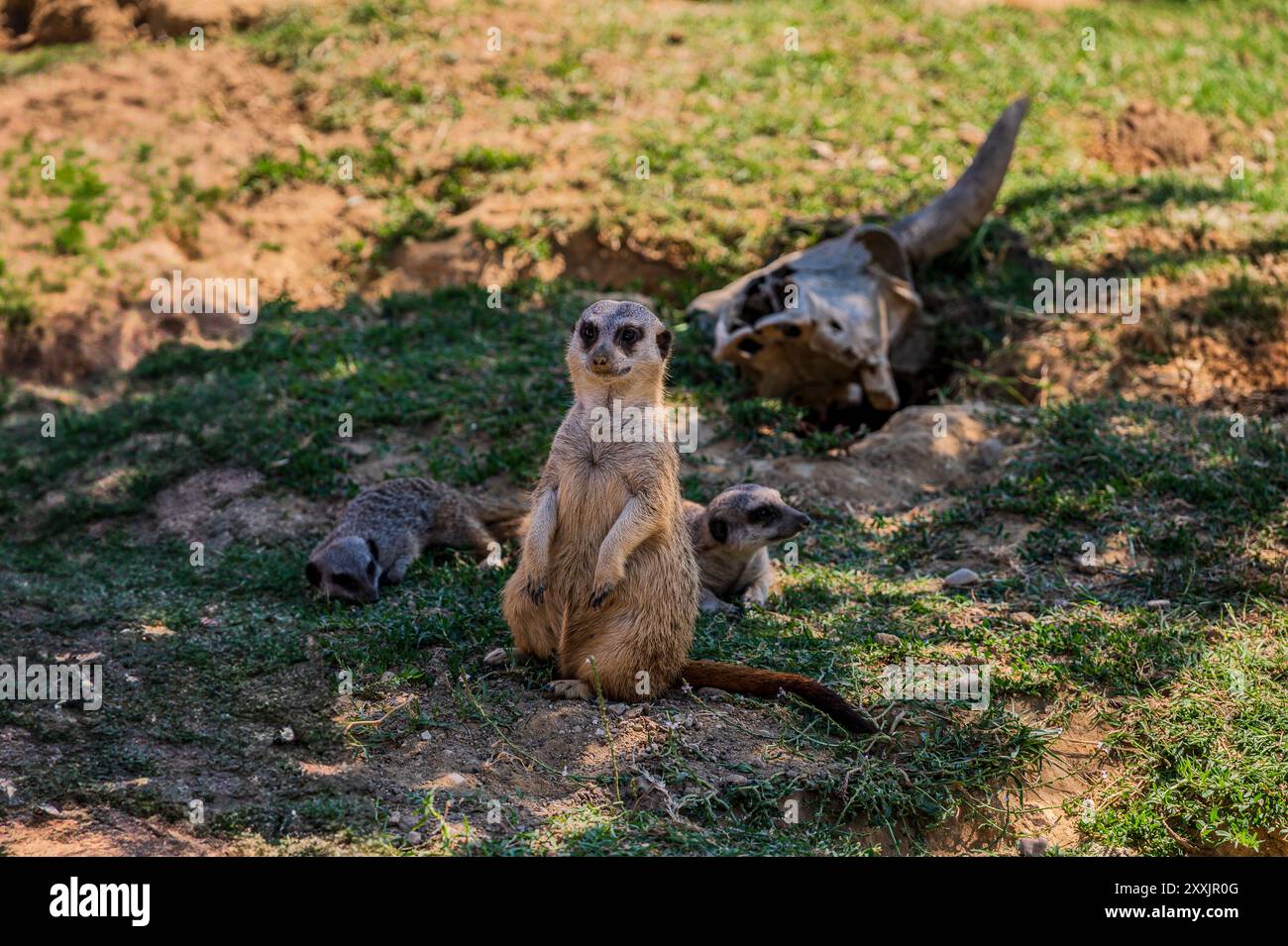 The meerkat is a mongoose of the Herpestid family, the only species of ...