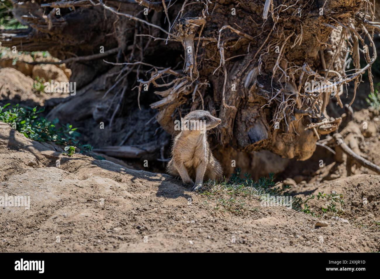 The meerkat is a mongoose of the Herpestid family, the only species of ...