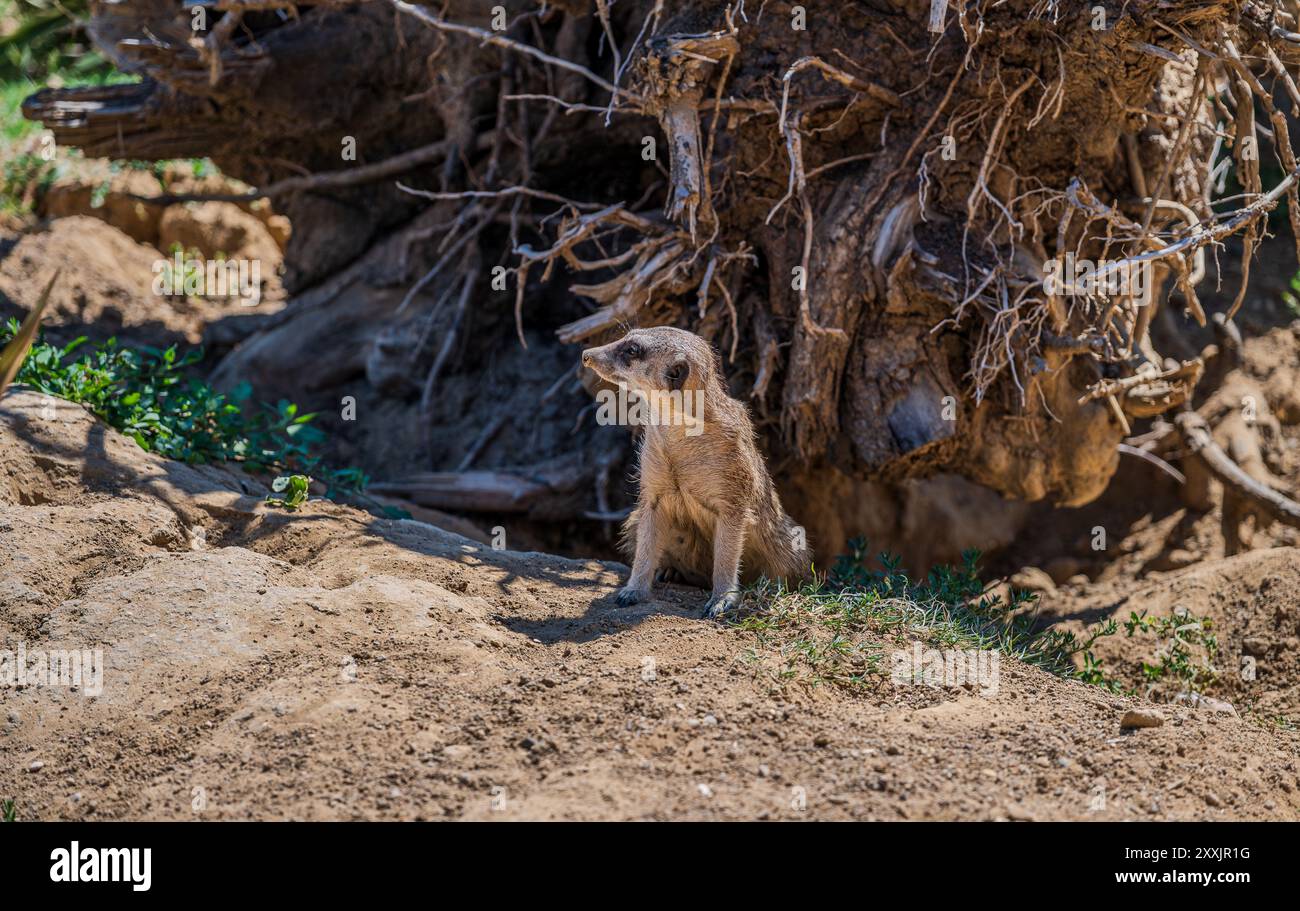 The meerkat is a mongoose of the Herpestid family, the only species of ...