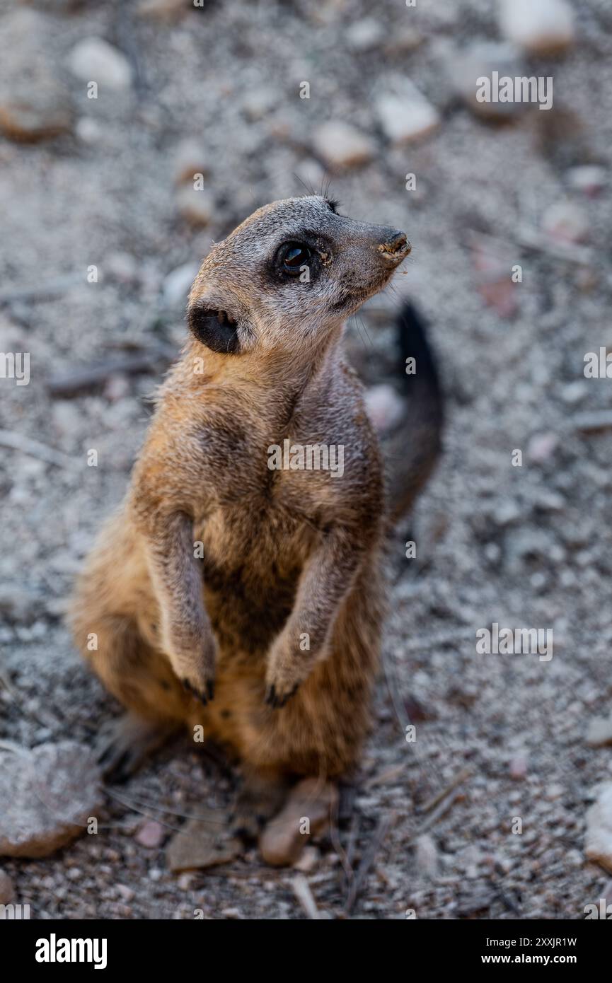 The meerkat is a mongoose of the Herpestid family, the only species of ...