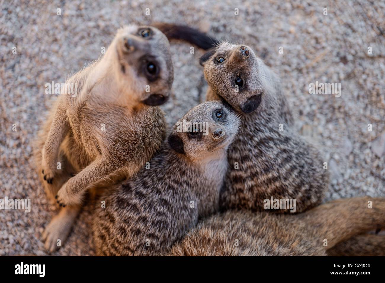 The meerkat is a mongoose of the Herpestid family, the only species of ...