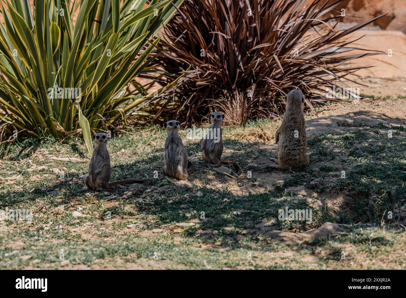 The meerkat is a mongoose of the Herpestid family, the only species of ...