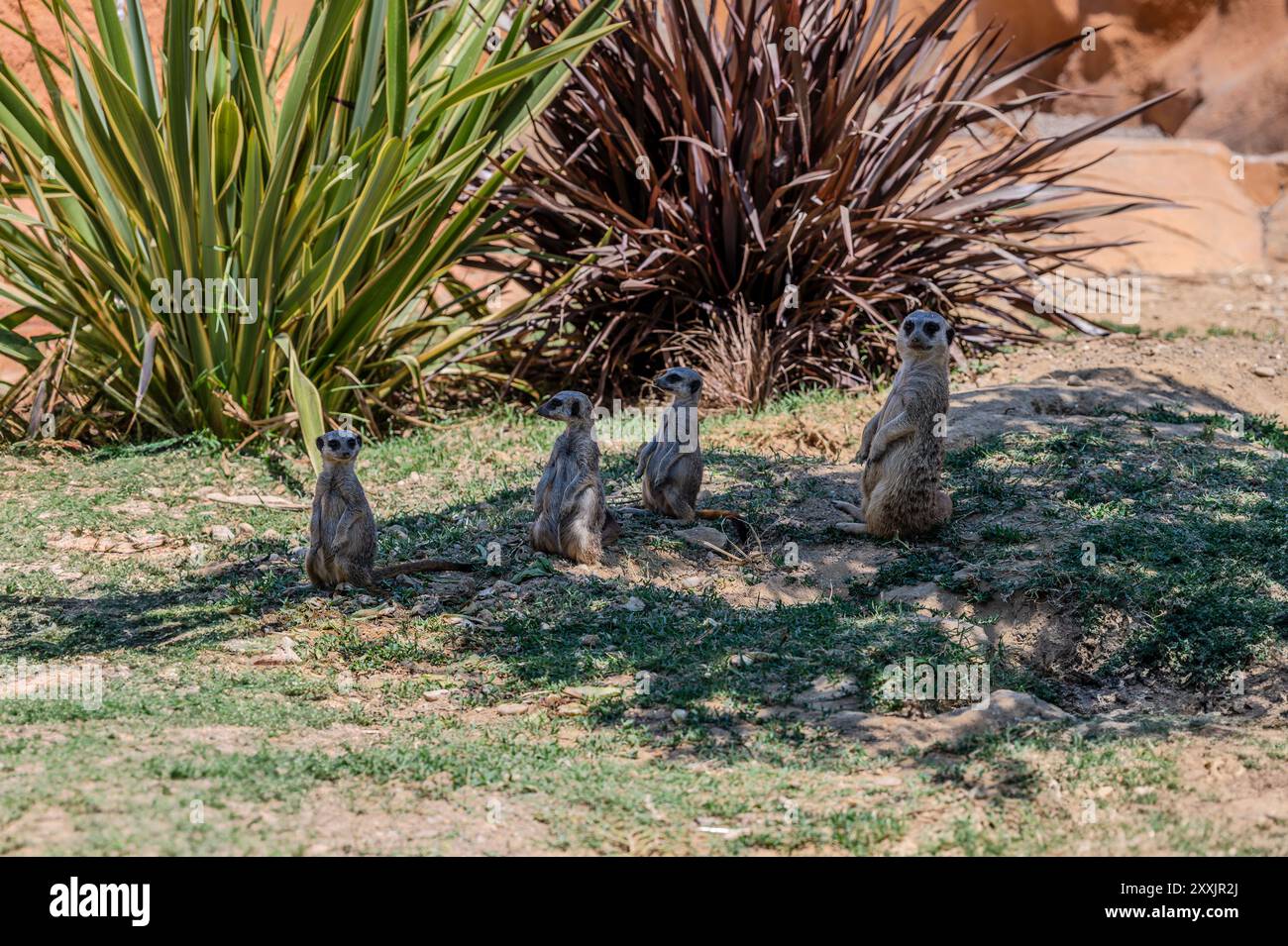 The meerkat is a mongoose of the Herpestid family, the only species of ...