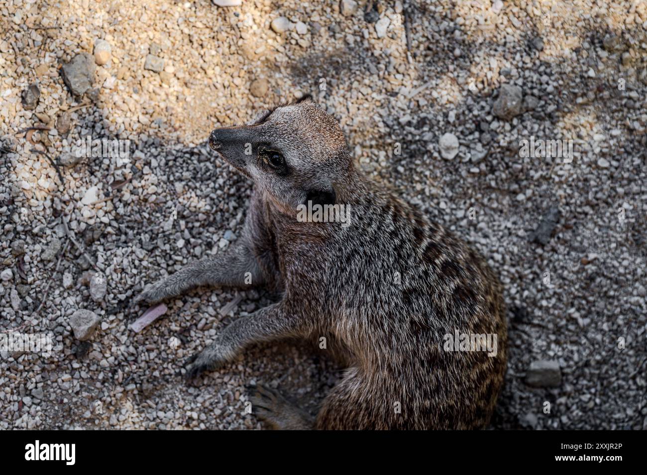 The meerkat is a mongoose of the Herpestid family, the only species of ...