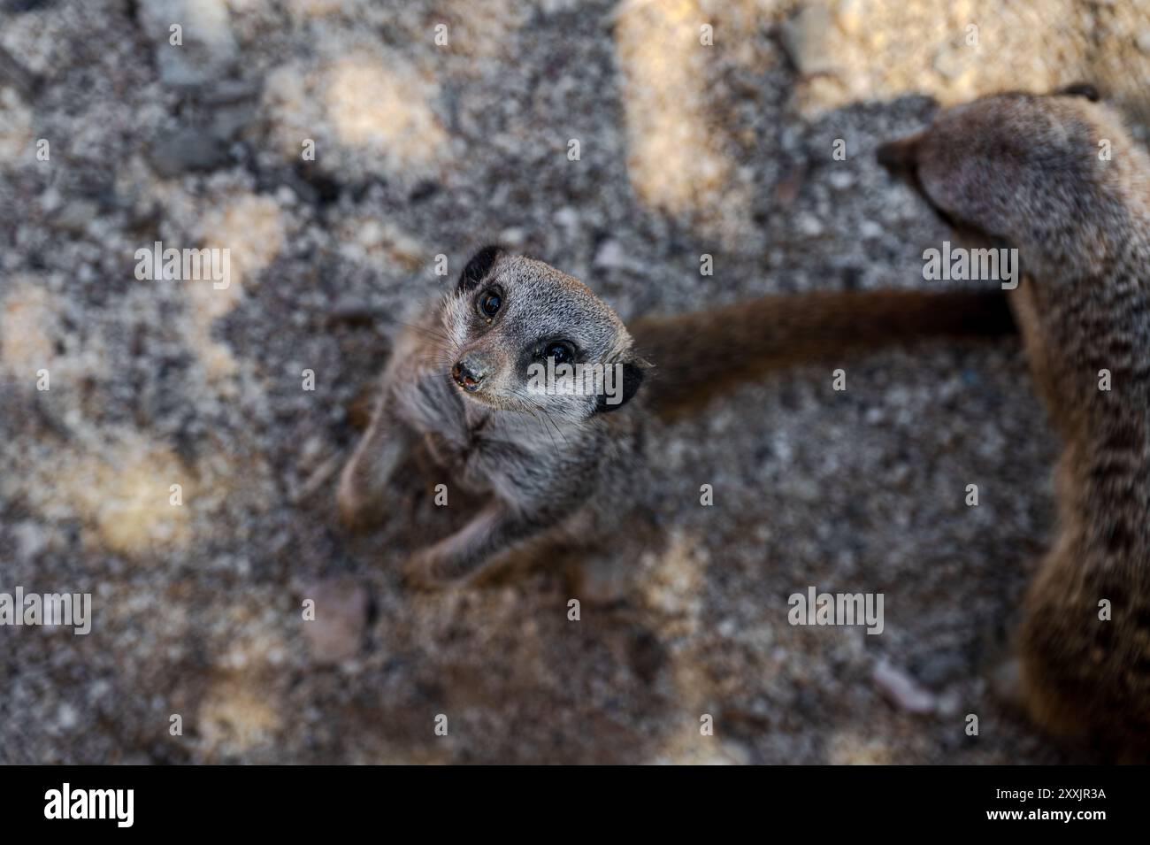 The meerkat is a mongoose of the Herpestid family, the only species of ...