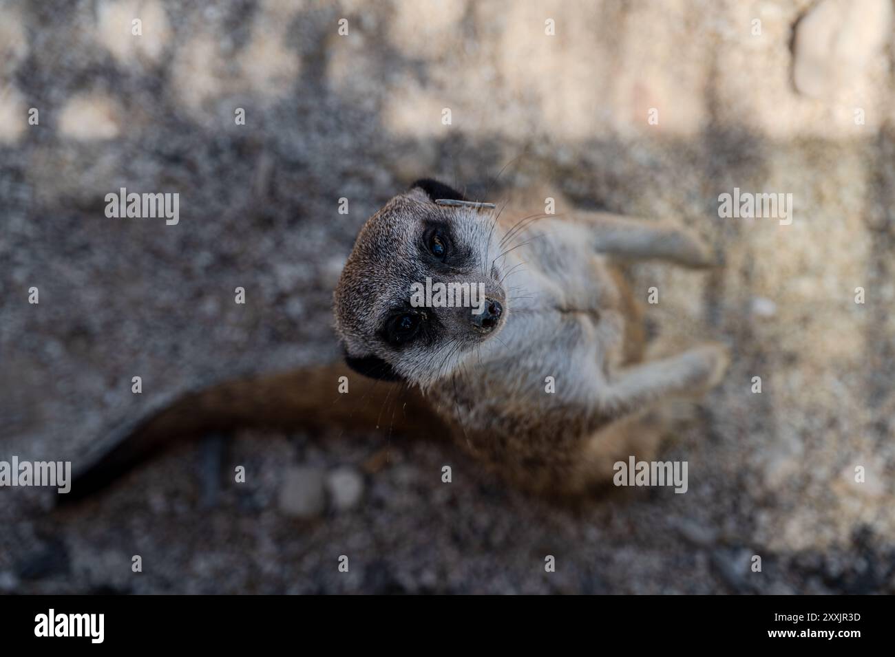 The meerkat is a mongoose of the Herpestid family, the only species of ...
