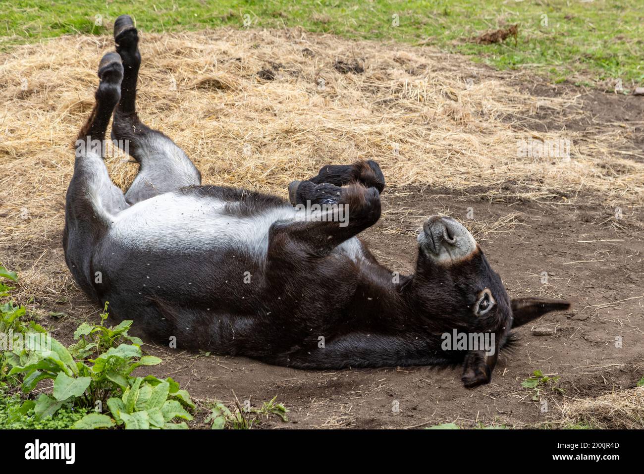 A donkey rolling on her back in a field Stock Photo - Alamy