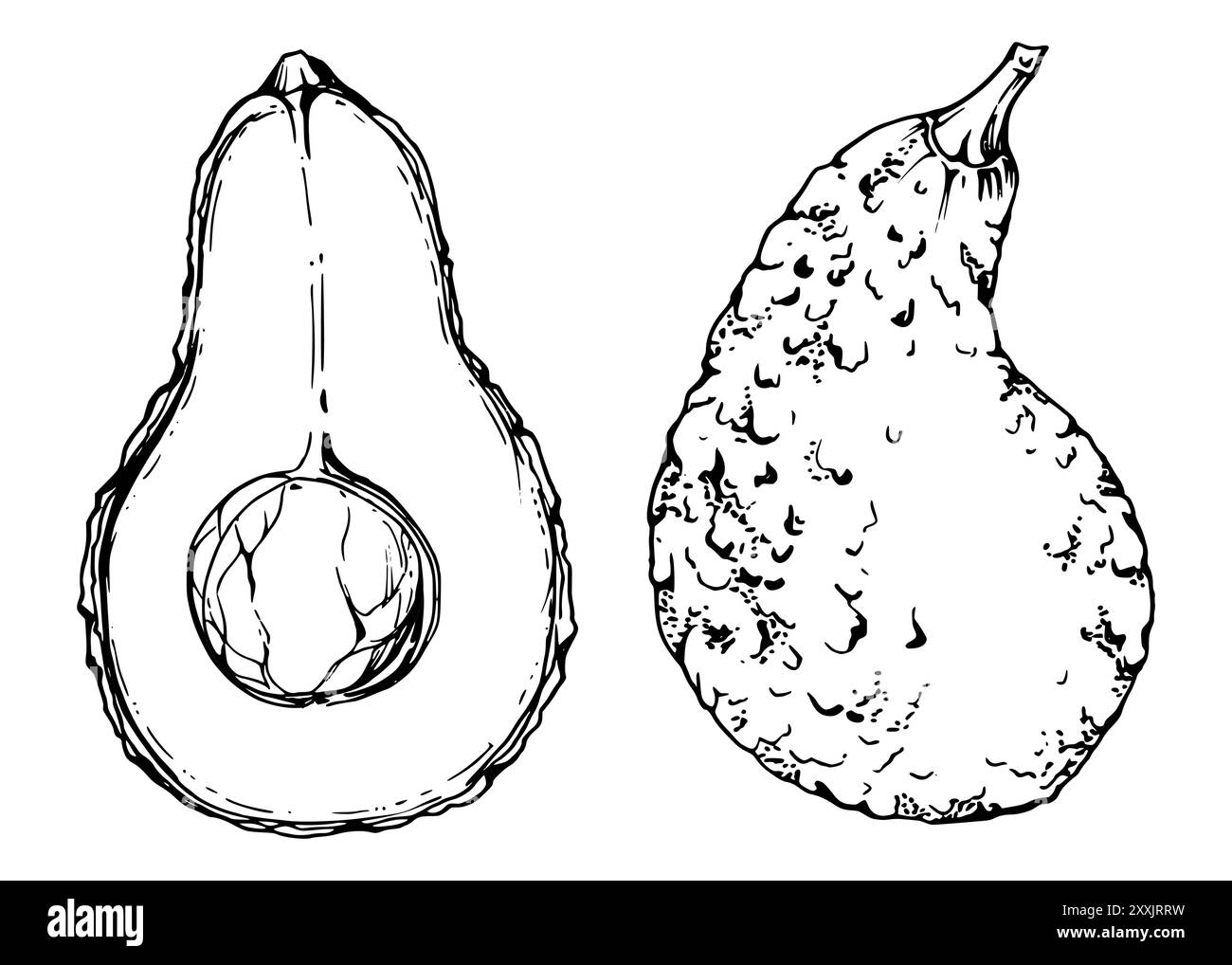 Hand drawn vector ink avocado green vegetable for vegan cooking, diet ...