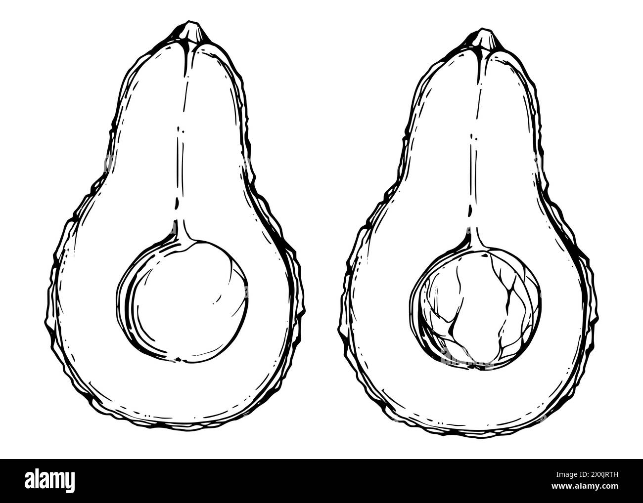 Hand drawn vector ink avocado green vegetable for diet and healthy ...