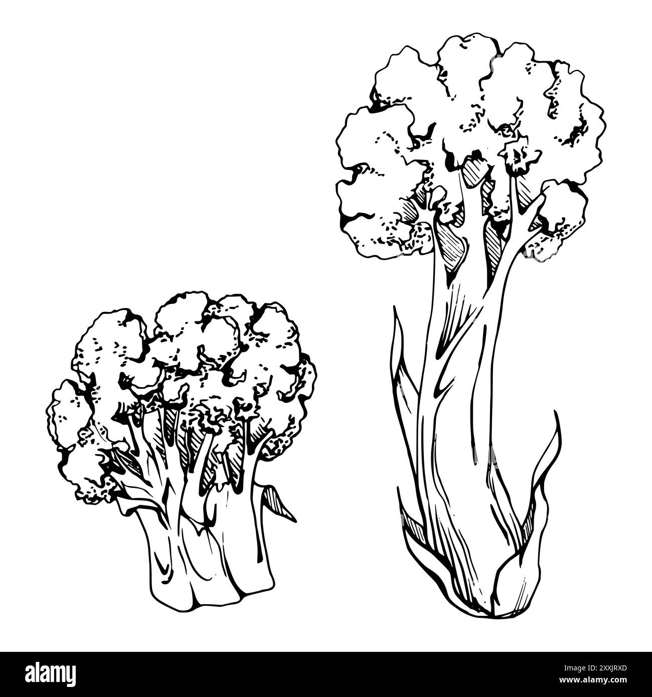 Broccoli cabbage vegetable for diet and healthy lifestyle, vegan ...