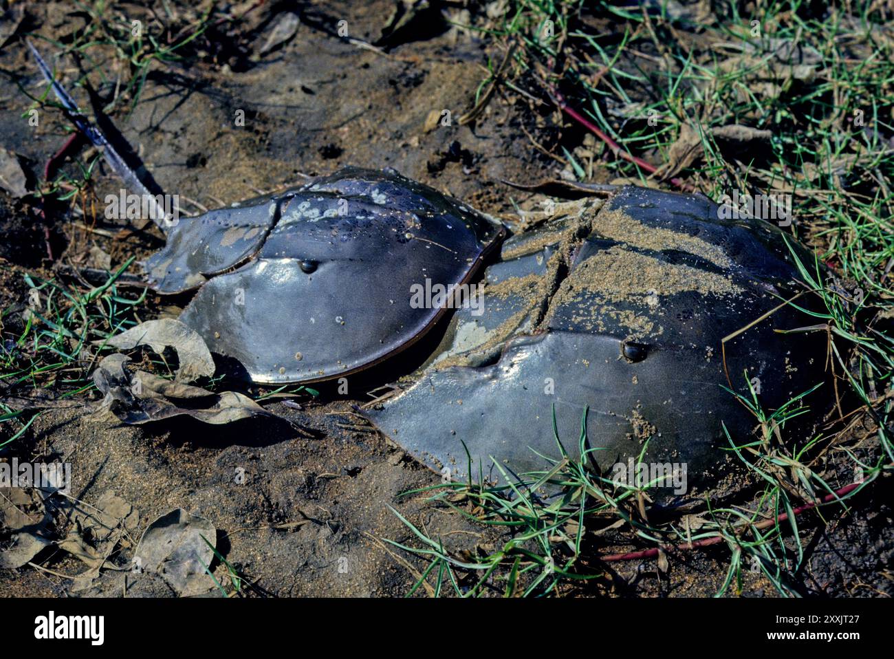 The Atlantic horseshoe crab (Limulus polyphemus), also known as the ...