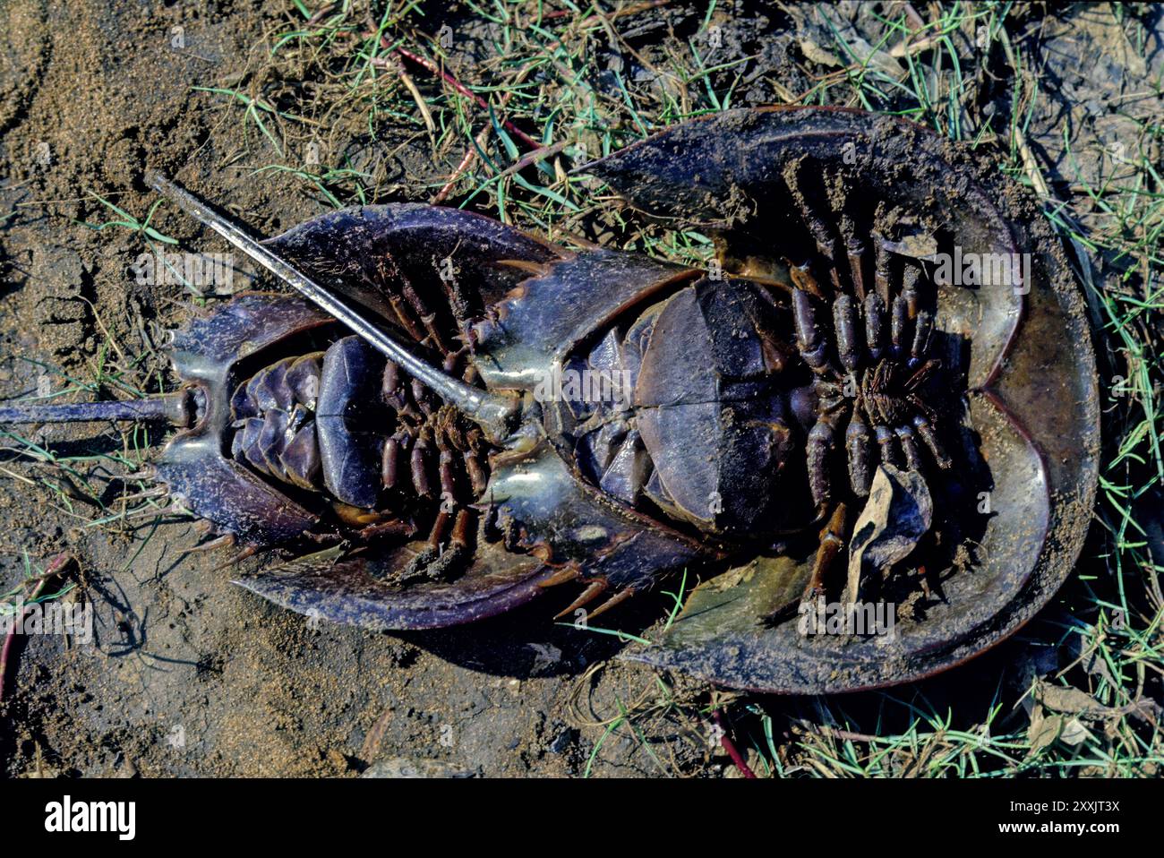 The Atlantic horseshoe crab (Limulus polyphemus), also known as the ...