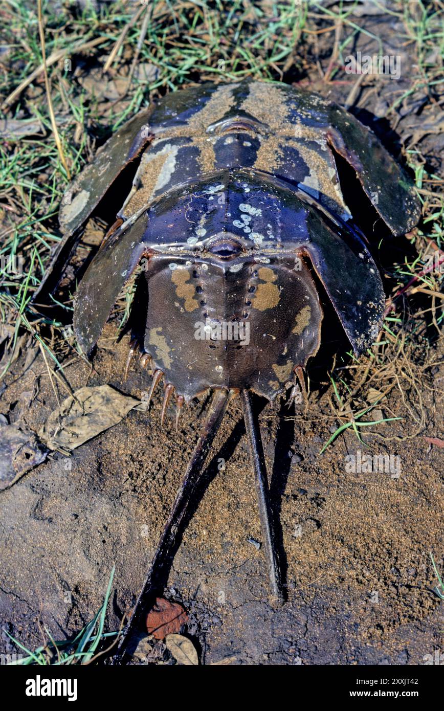 The Atlantic horseshoe crab (Limulus polyphemus), also known as the ...