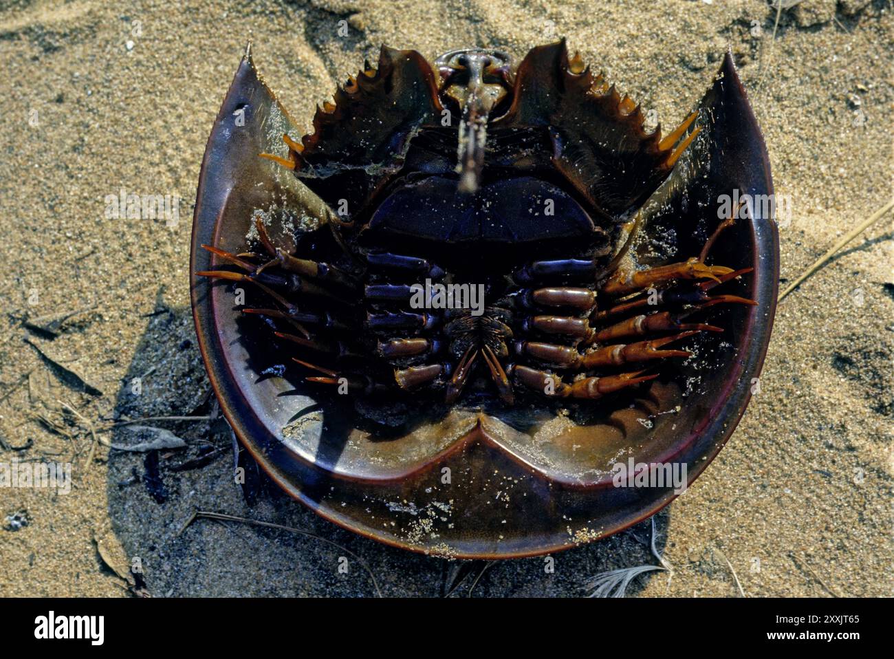The Atlantic horseshoe crab (Limulus polyphemus), also known as the ...