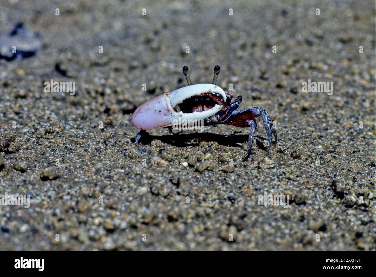 The fiddler crab or calling crab may be any of more than one hundred ...
