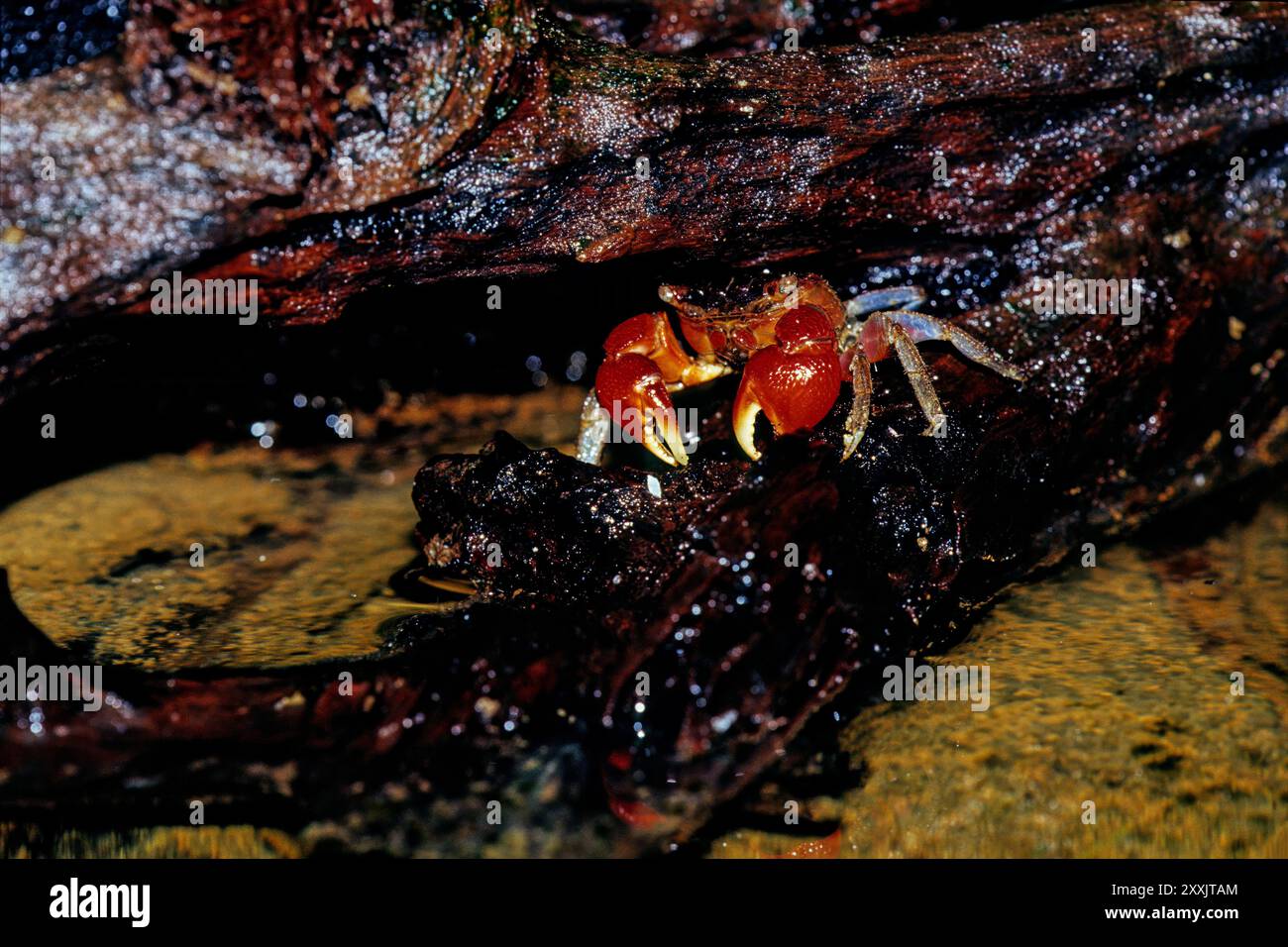 Cardisoma carnifex is a species of terrestrial crab found in coastal ...