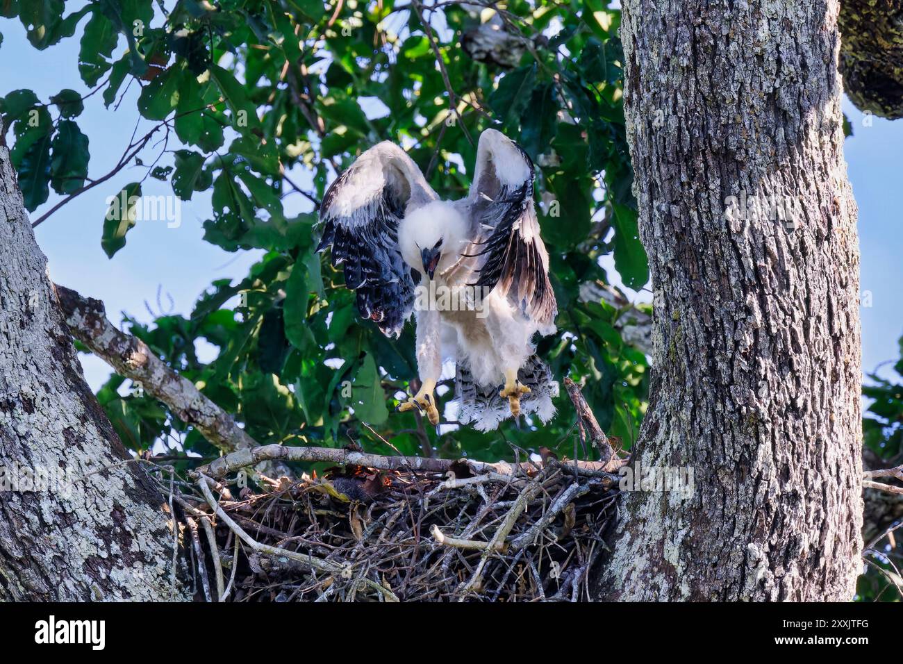 4 month old Harpy eagle chick, Harpia harpyja, testing its wings in the ...