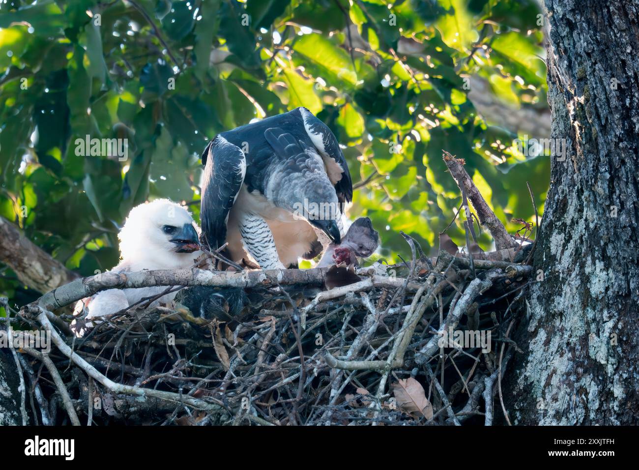 Female Harpy Eagle, Harpia harpyja, feeding her 4 month old chick with ...