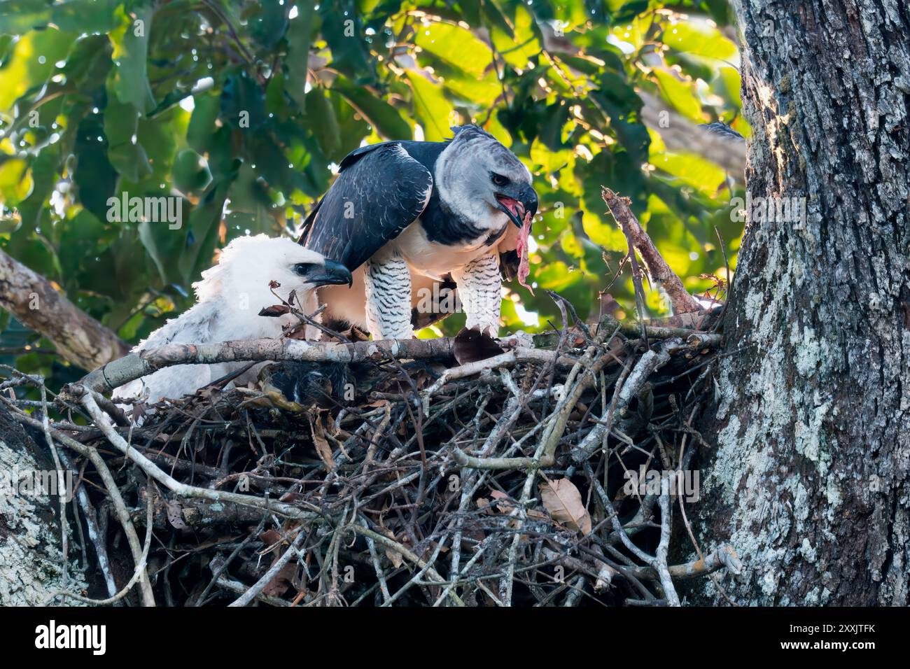 Female Harpy Eagle, Harpia harpyja, feeding her 4 month old chick with ...