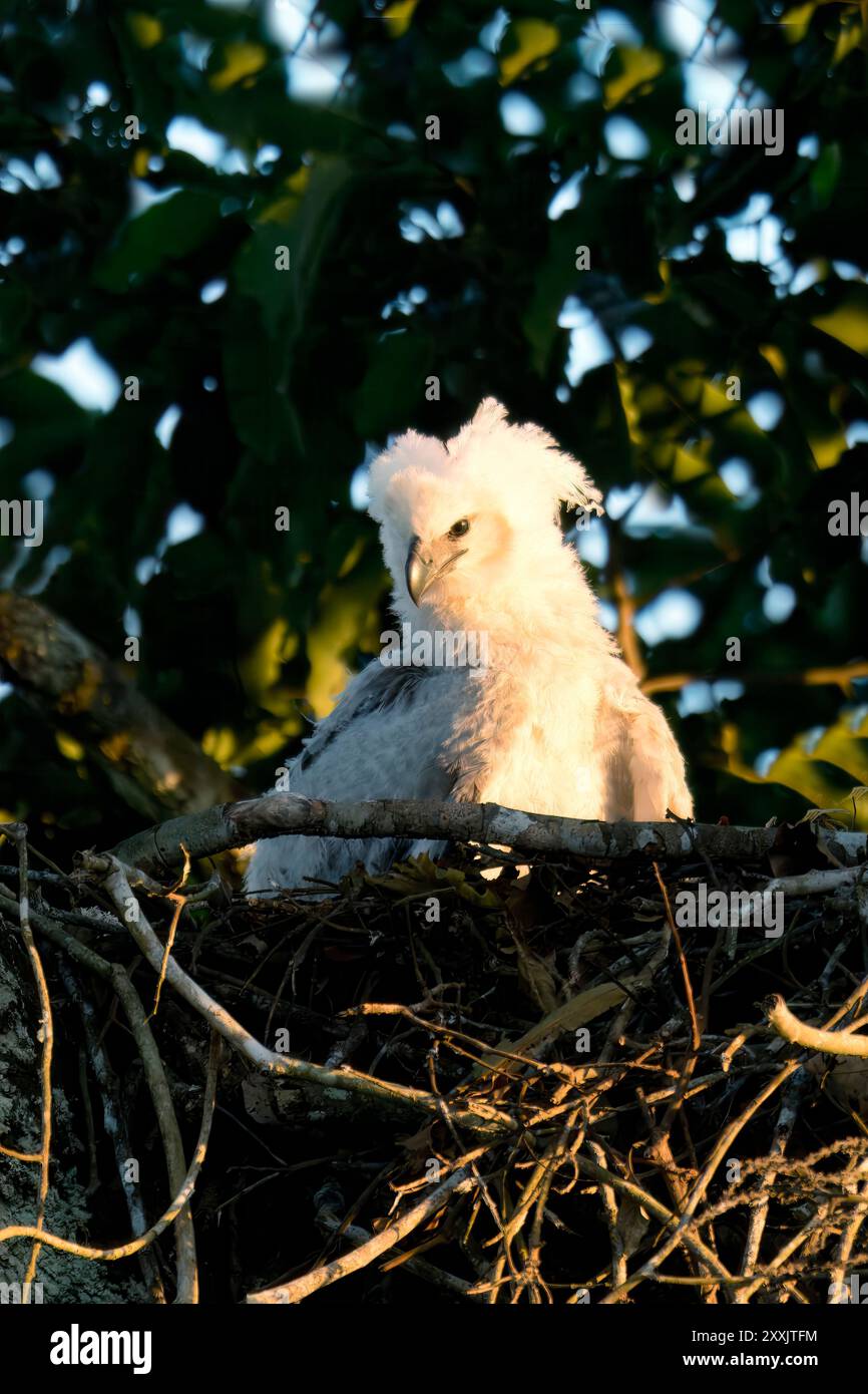 Amazon rainforest canopy harpy eagle hi-res stock photography and ...