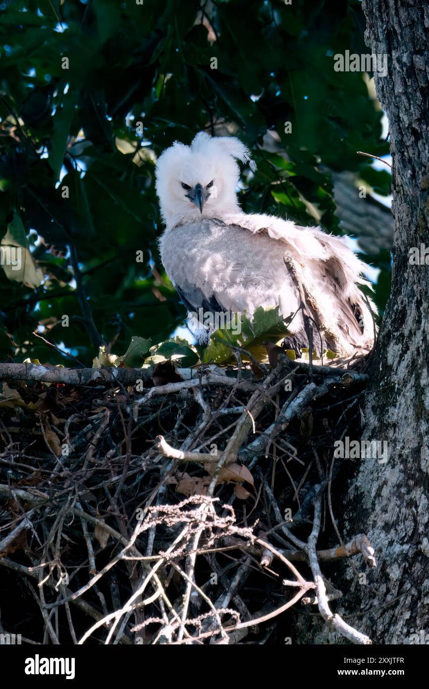 4 month old Harpy Eagle chick, Harpia harpyja, in the nest, Alta ...