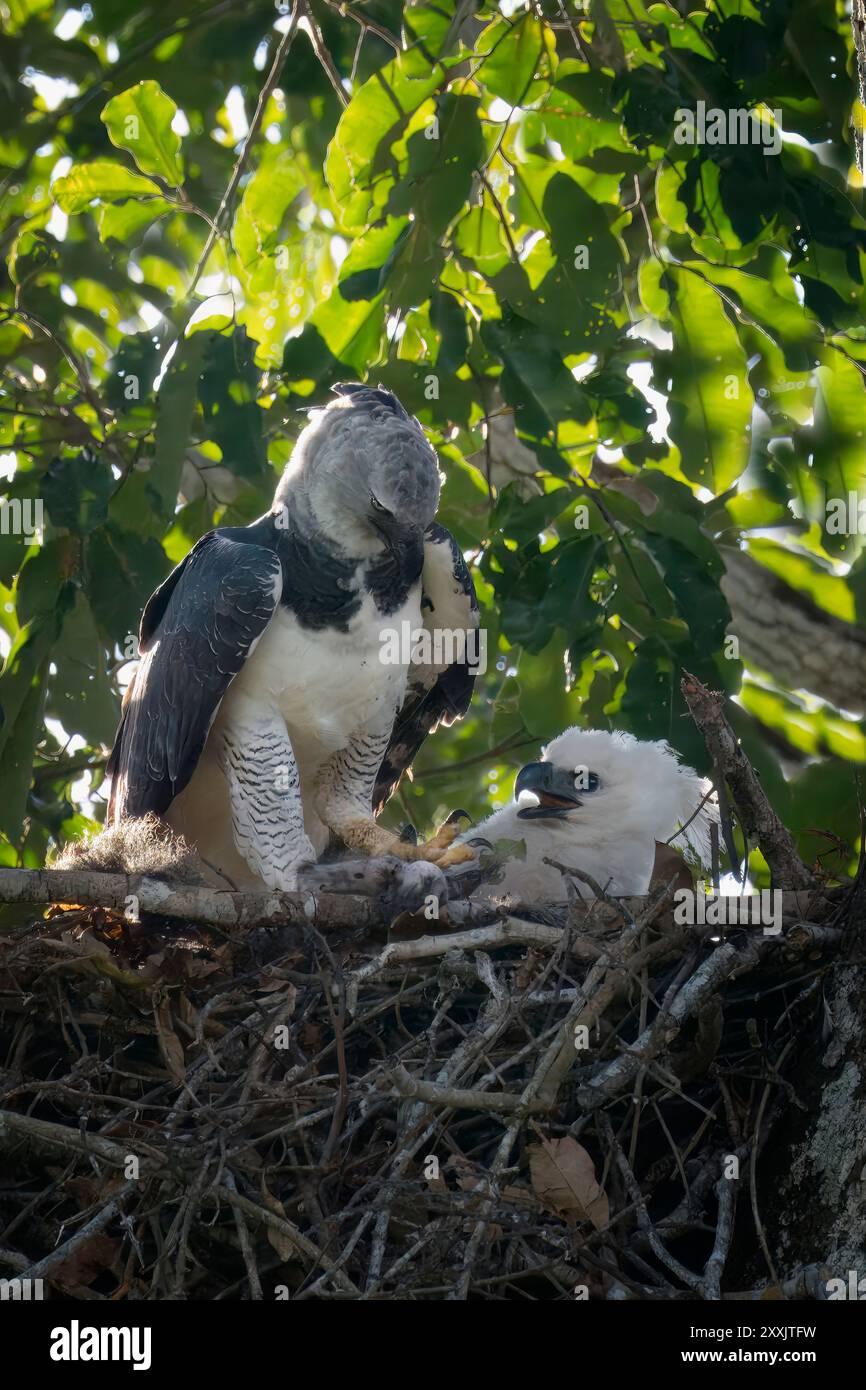 Female Harpy eagle, Harpia harpyja, with a pray in the nest with her chick, Alta Floresta ...