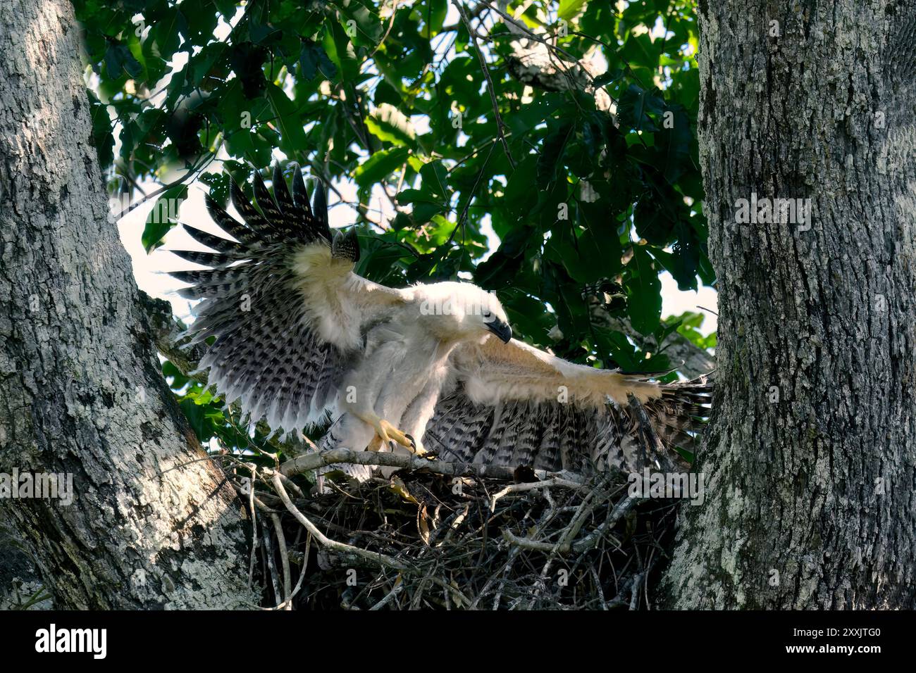 4 month old Harpy Eagle chick, Harpia harpyja, doing flight exercise in ...