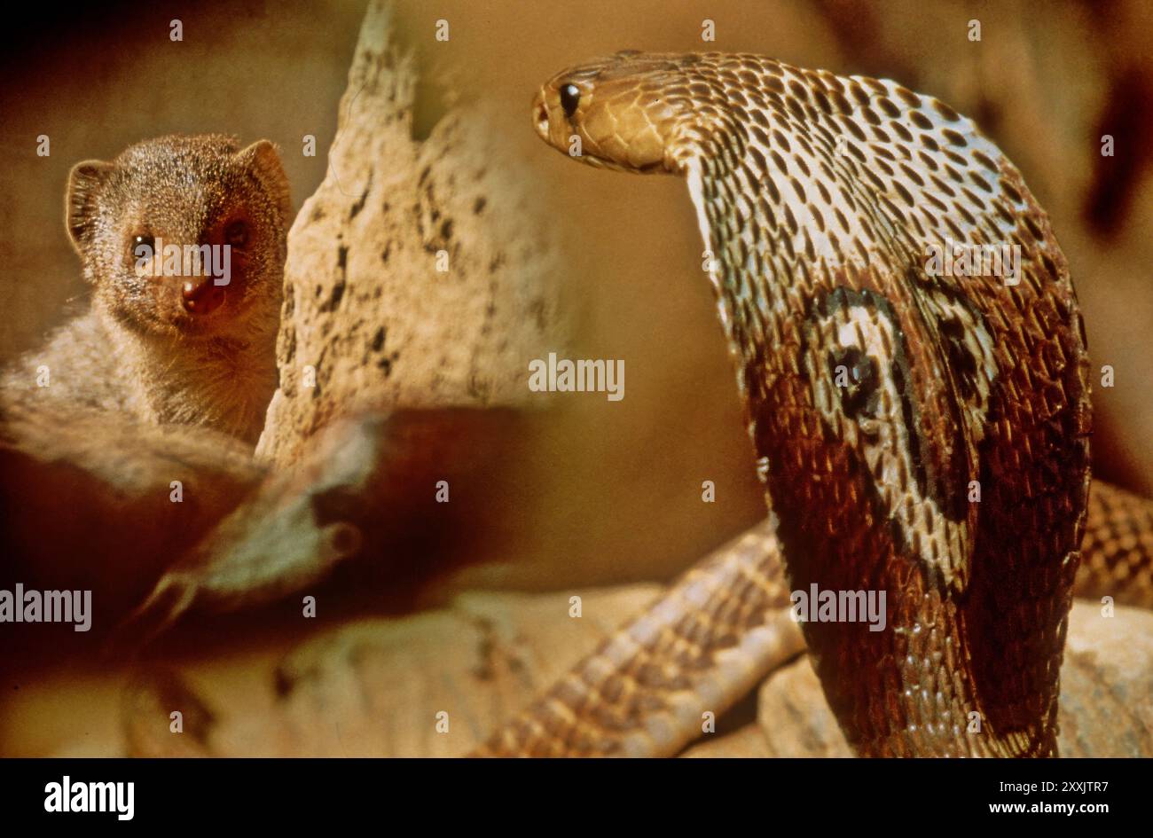 A mongoose is a small terrestrial carnivorous mammal belonging to the ...