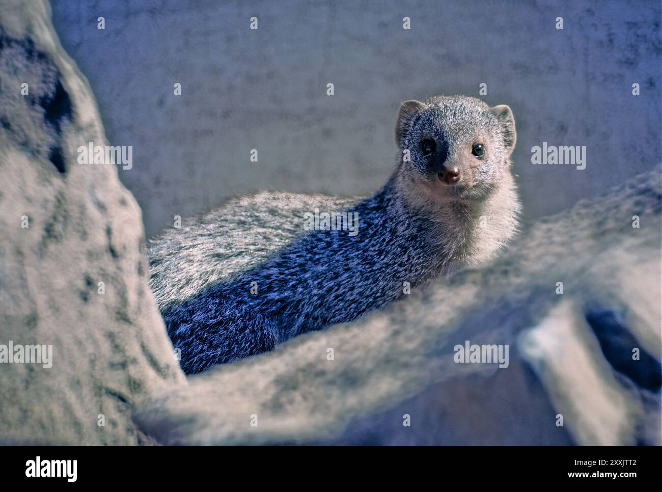 A mongoose is a small terrestrial carnivorous mammal belonging to the ...