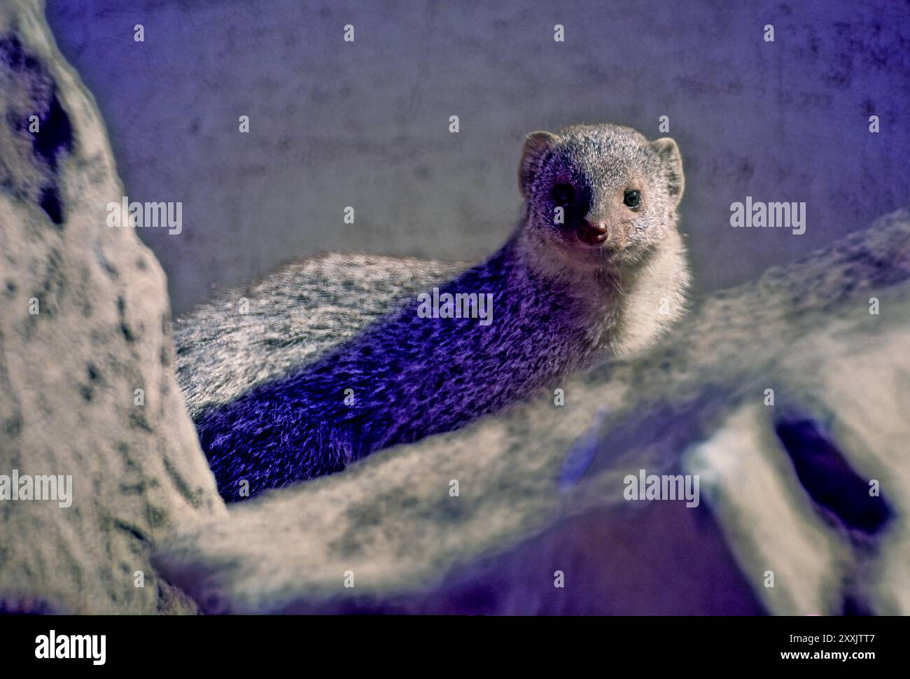 A mongoose is a small terrestrial carnivorous mammal belonging to the ...