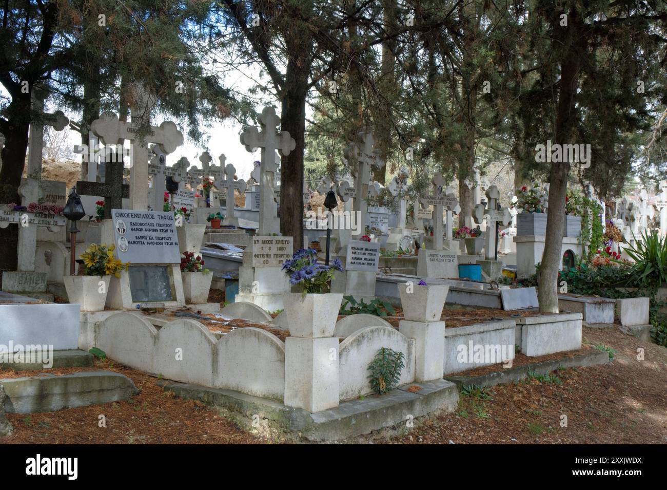 Cyprus trees death hi-res stock photography and images - Alamy