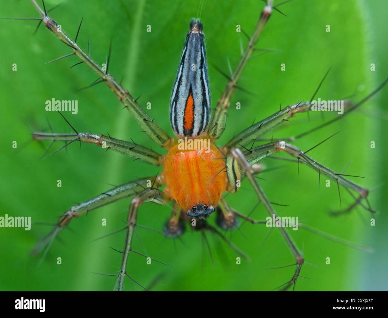 Lynx spider eat prey under the leaf Stock Photo - Alamy