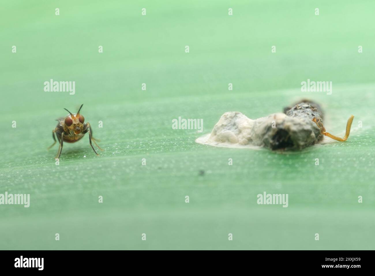 small flies and bird droppings on the leaves Stock Photo - Alamy